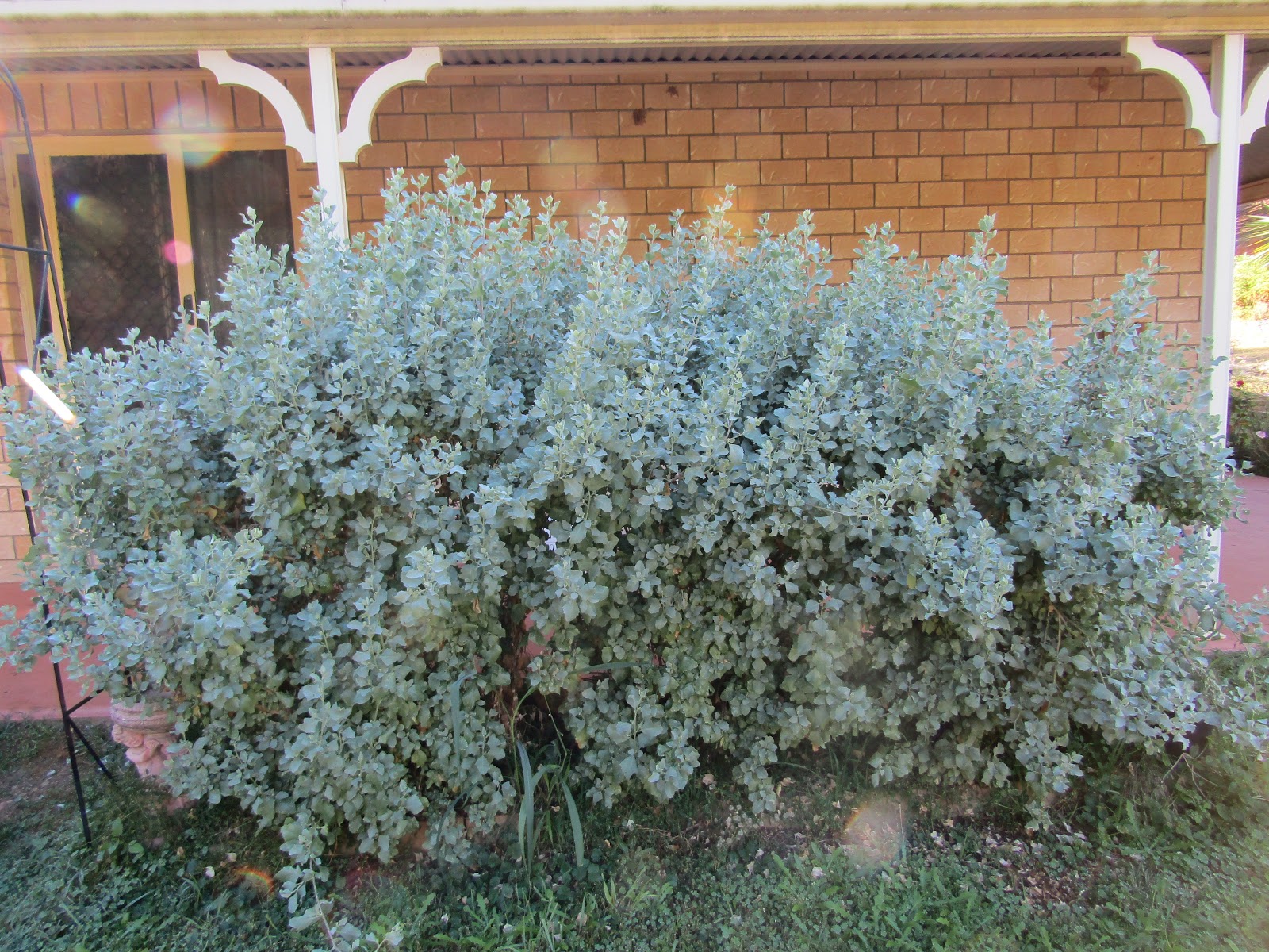 Gully Grove: All grown up