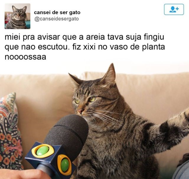 Os 12 Melhores Memes "Daquele Gato" ~ ZapZap da Zoeira