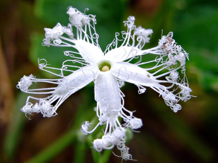 Toko Bunga | Toko Bunga Bekasi | Jual Bunga Ucapan | Hub:082262222989 ...