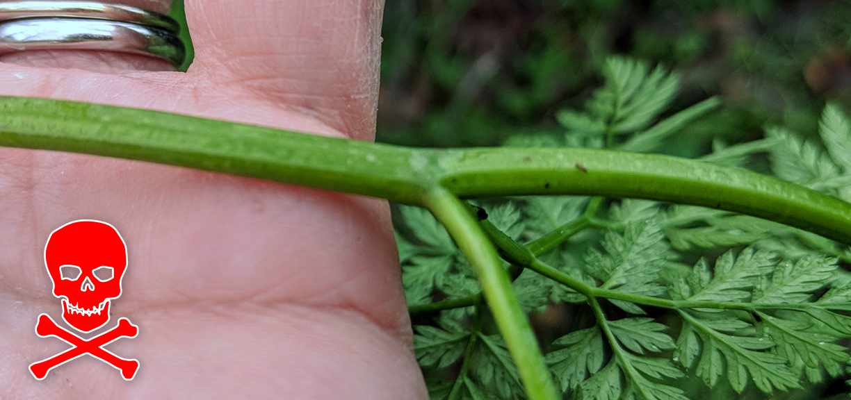 The Foraged Foodie: Identifying hemlock, deadly plant, by its leaves. Resembles wild and ...