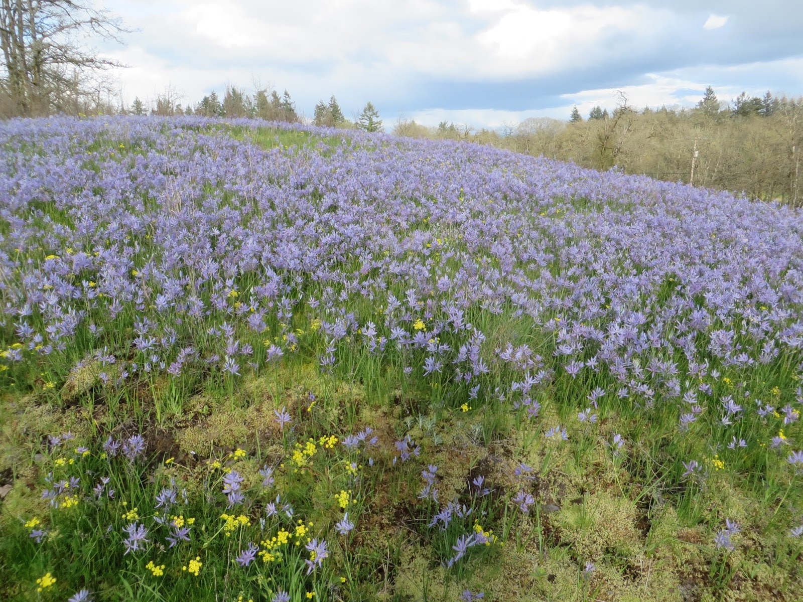 A Field of Camas