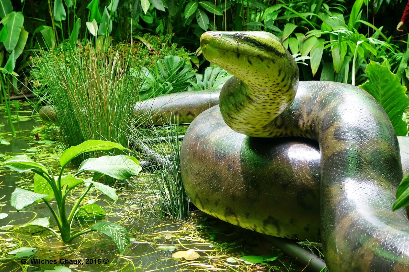 LA ESPECIE URBANA: LA VISITA DE LA TITANOBOA A BOGOTÁ