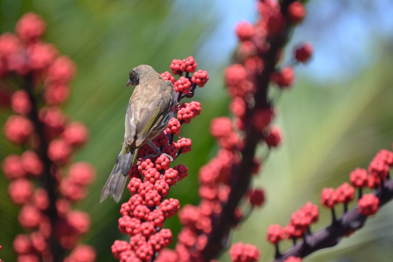 Cigua Palmera. | Fauna Dominicana