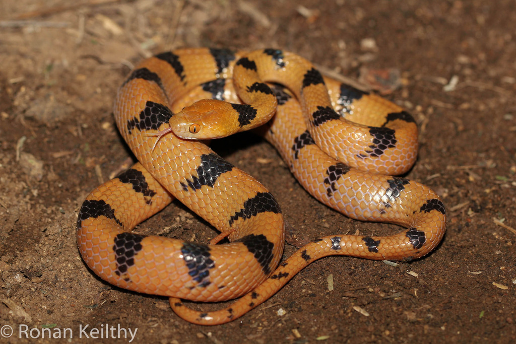 Reptiles and Amphibians: Serpiente tigre (Telescopus semiannulatus)