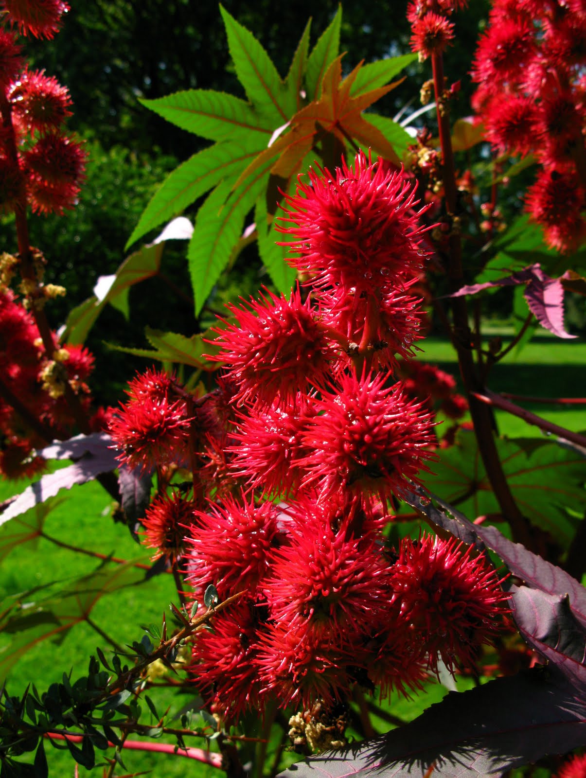 Flores y Palabras: Ricino
