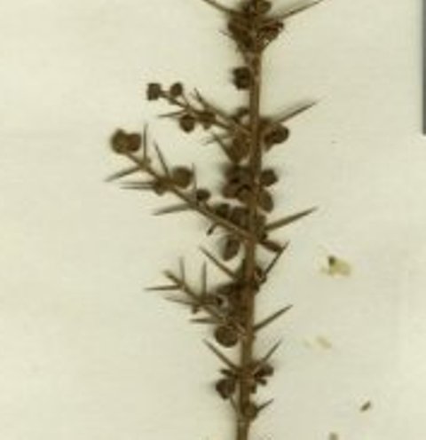 PLANT FAMILIES OF PUERTO RICO AND FLORIDA PAPO VIVES: RUBIACEAE núm 137 ...