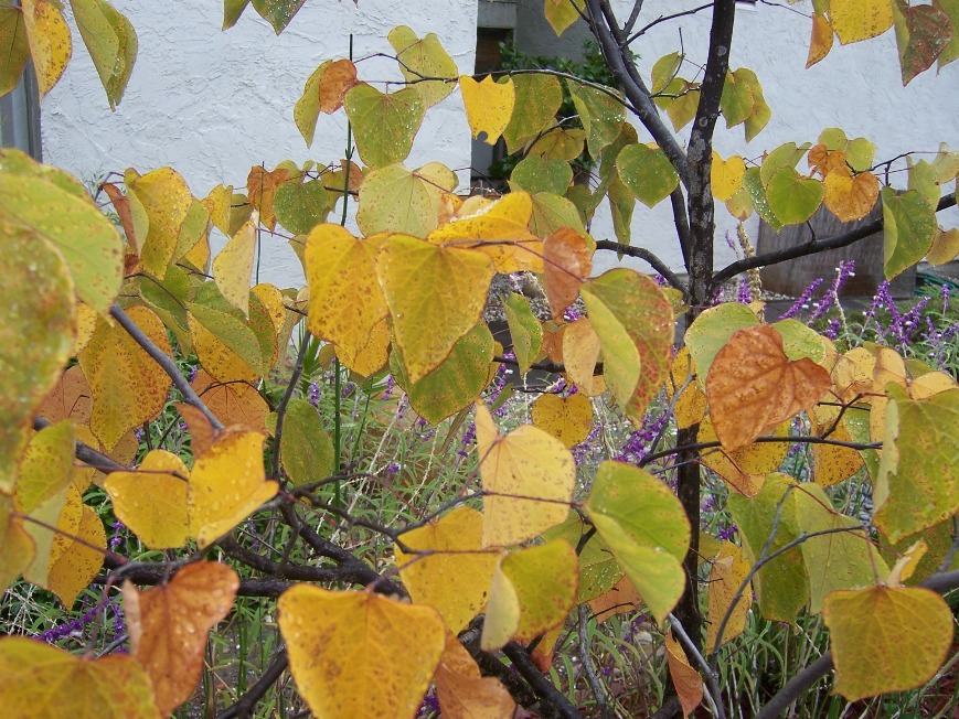 The 2 Minute Gardener: Photo - Forest Pansy Redbud (Cercis canadensis ...