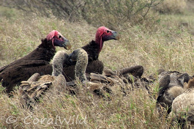 Coral Wild - A Safari Guides Diary: Ugly, or beautiful?