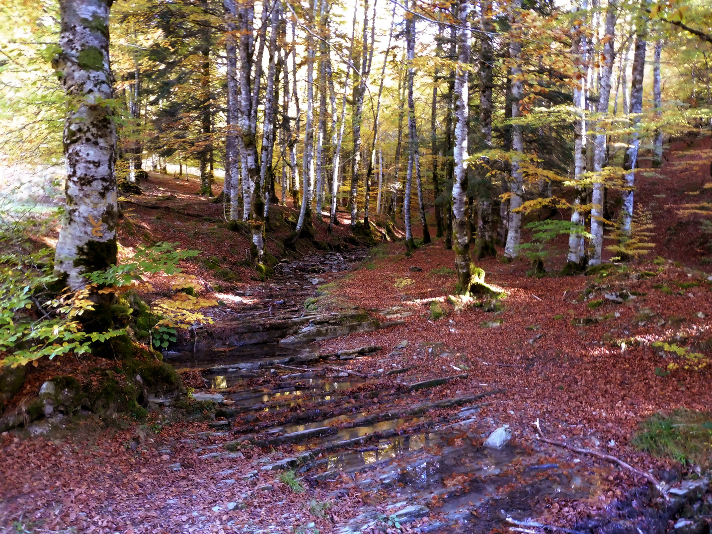 rocayflor: Bosque de Irati-Alto de Lizardoia