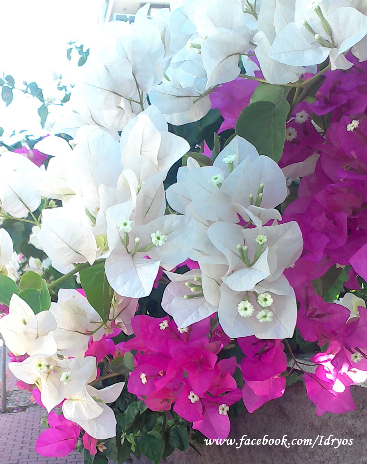 idryos: Begonvil Bougainvillea , buganvilias ... Rodos sarmaşığı