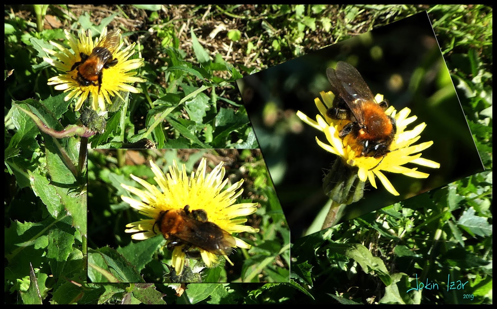 Iñurritza: Abejas - ERLEAK