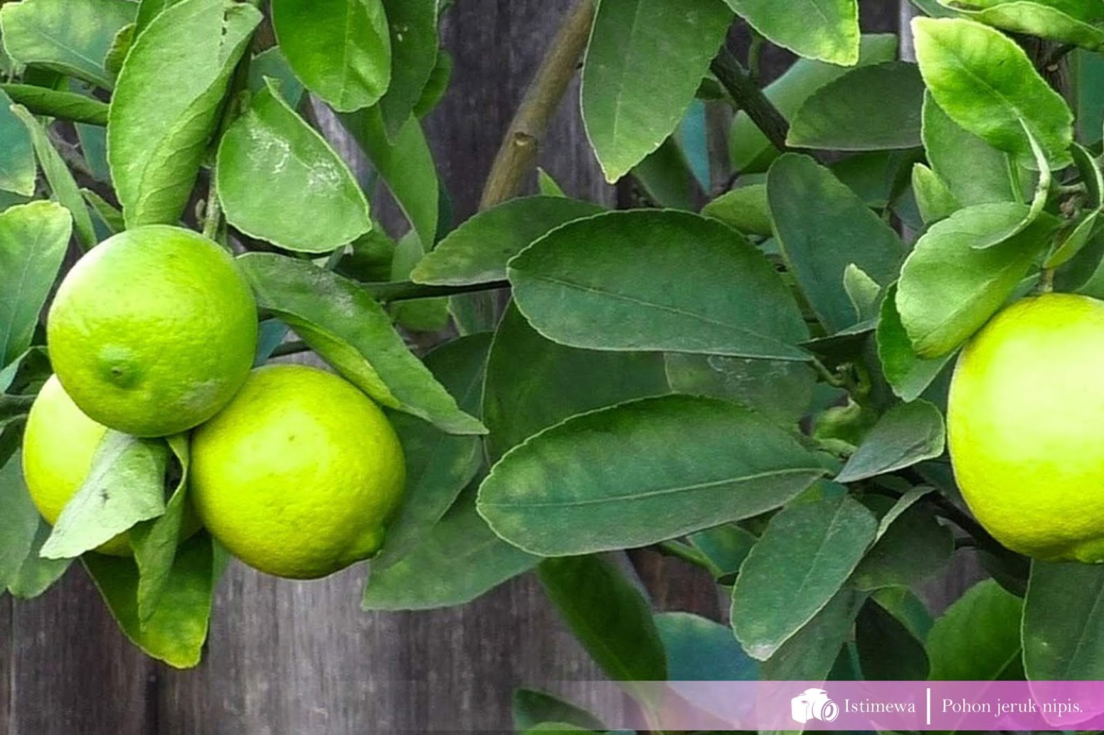 Genjot Pertanian Jeruk Nipis