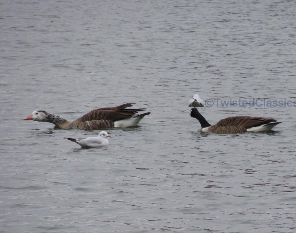 Birds and wildlife: Strange-looking Canada Goose