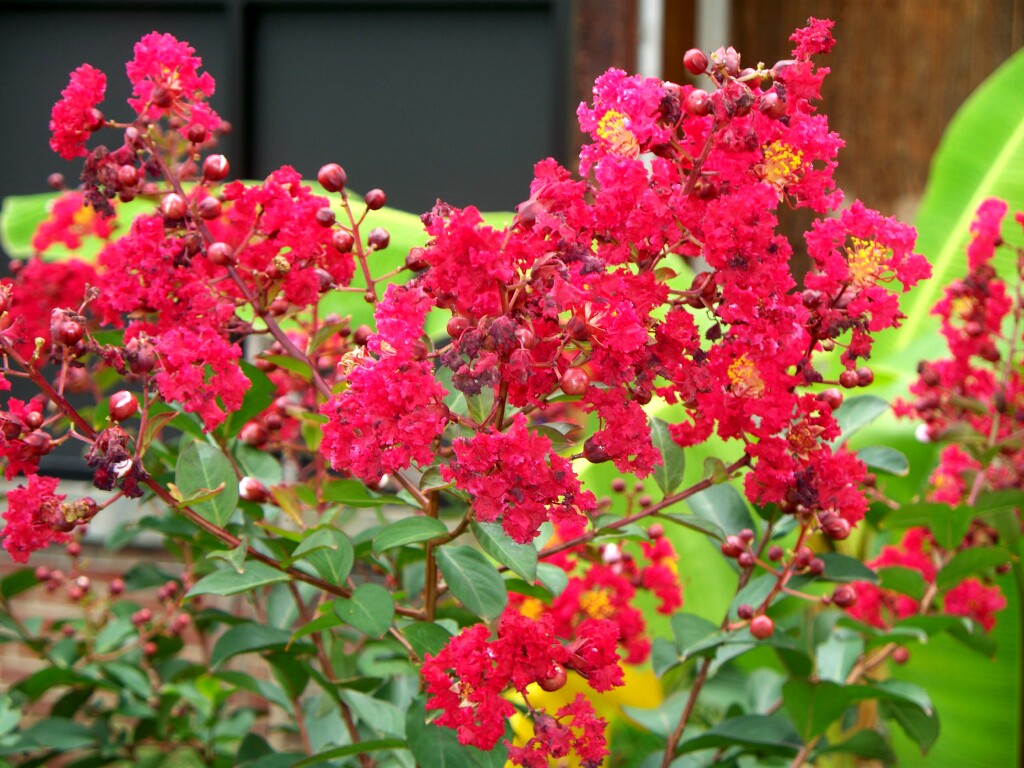 Orange explains it all: plant the crape myrtle tree