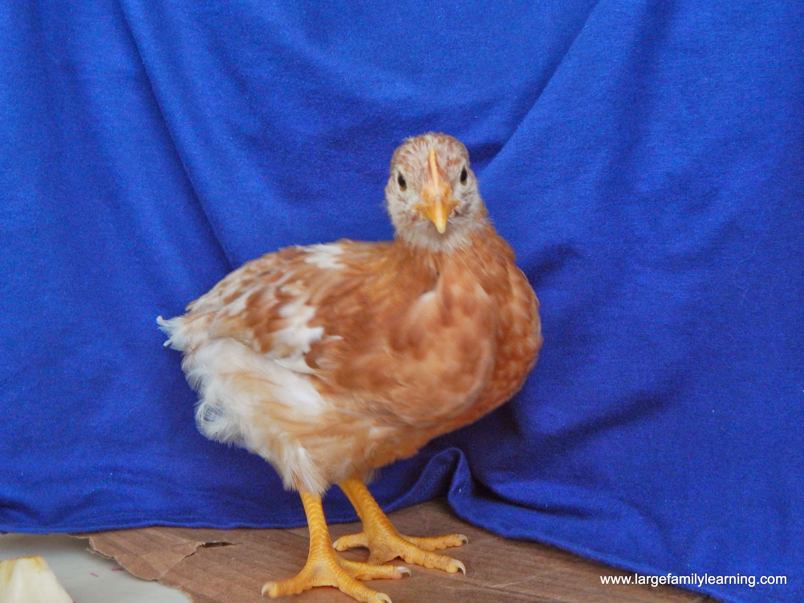 Large Family Learning : Raising Baby Chicks: 5 Weeks Old