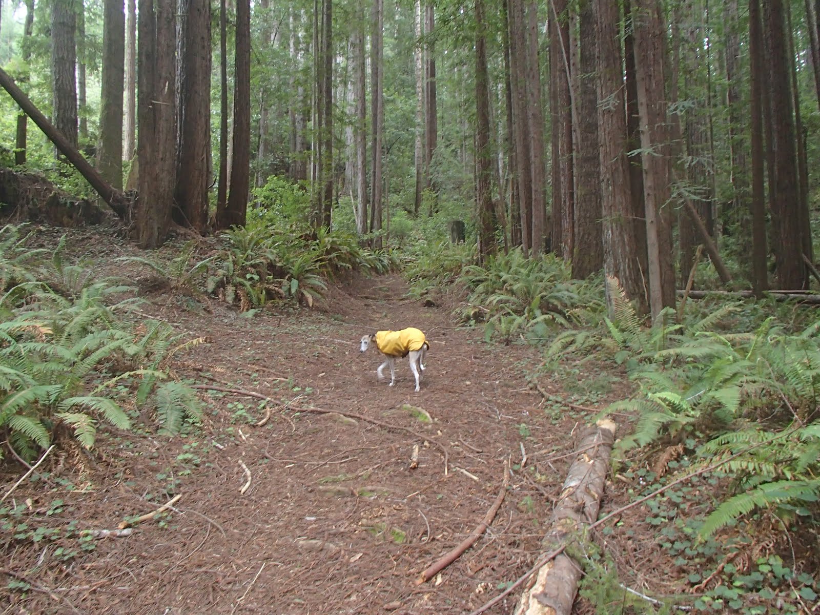 NorCal Dog Trails: Jackson State Demonstration Forest