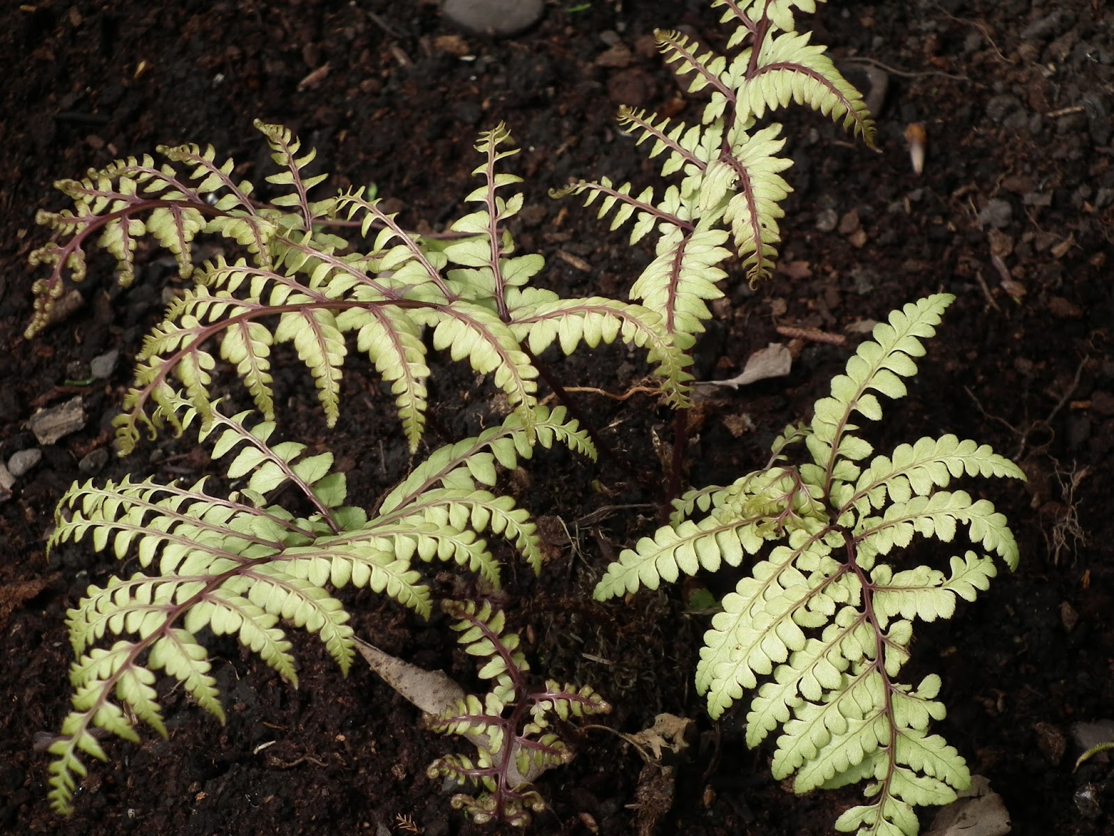 Hortus Godotii - Tallow: Ferns