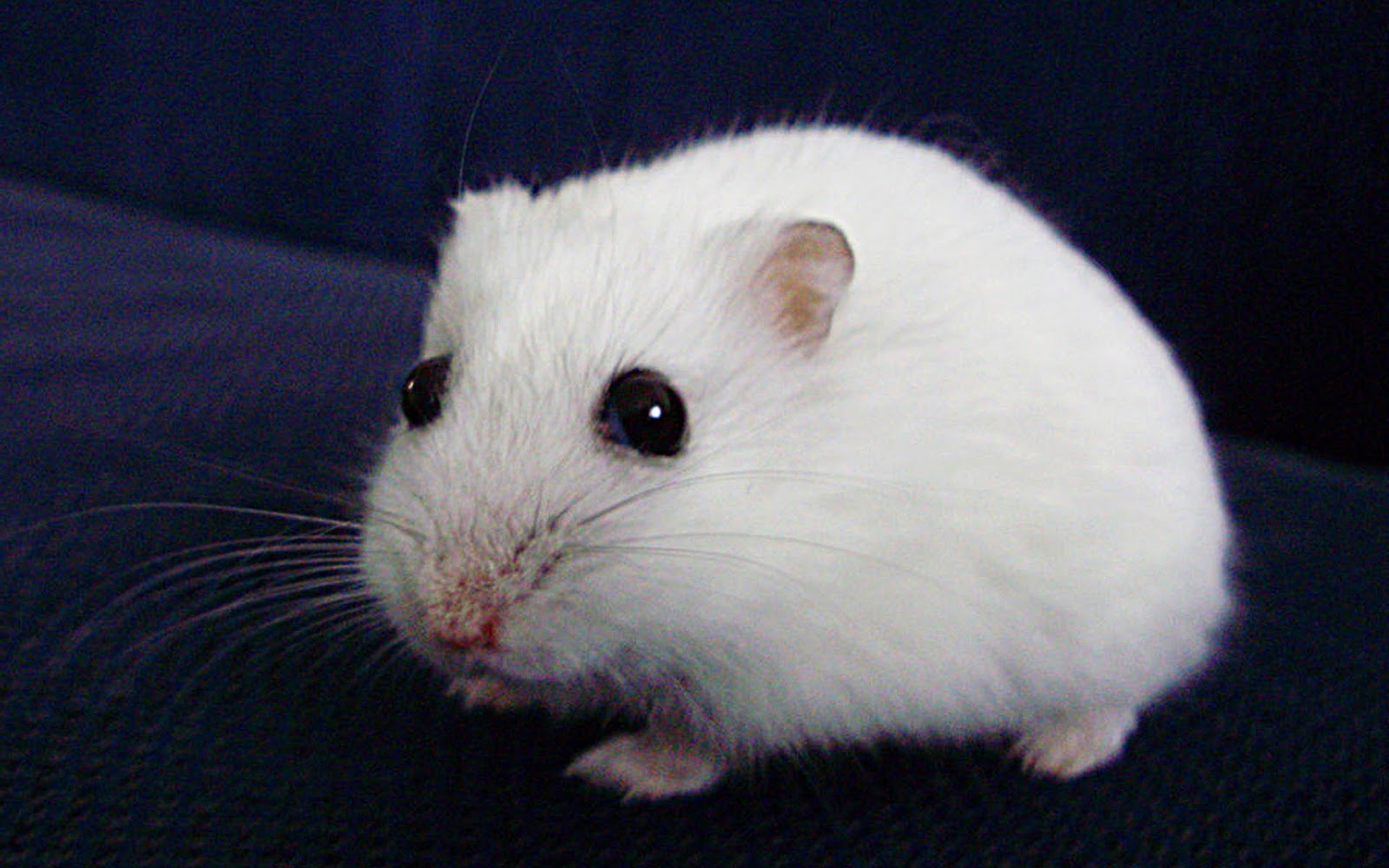 Фото Белых Хомяков – Telegraph