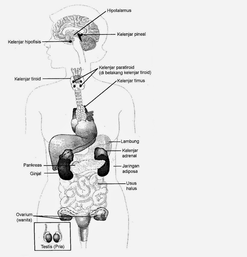 Ja Diri $ Diri: SISTEM ENDOKRIN PADA MANUSIA