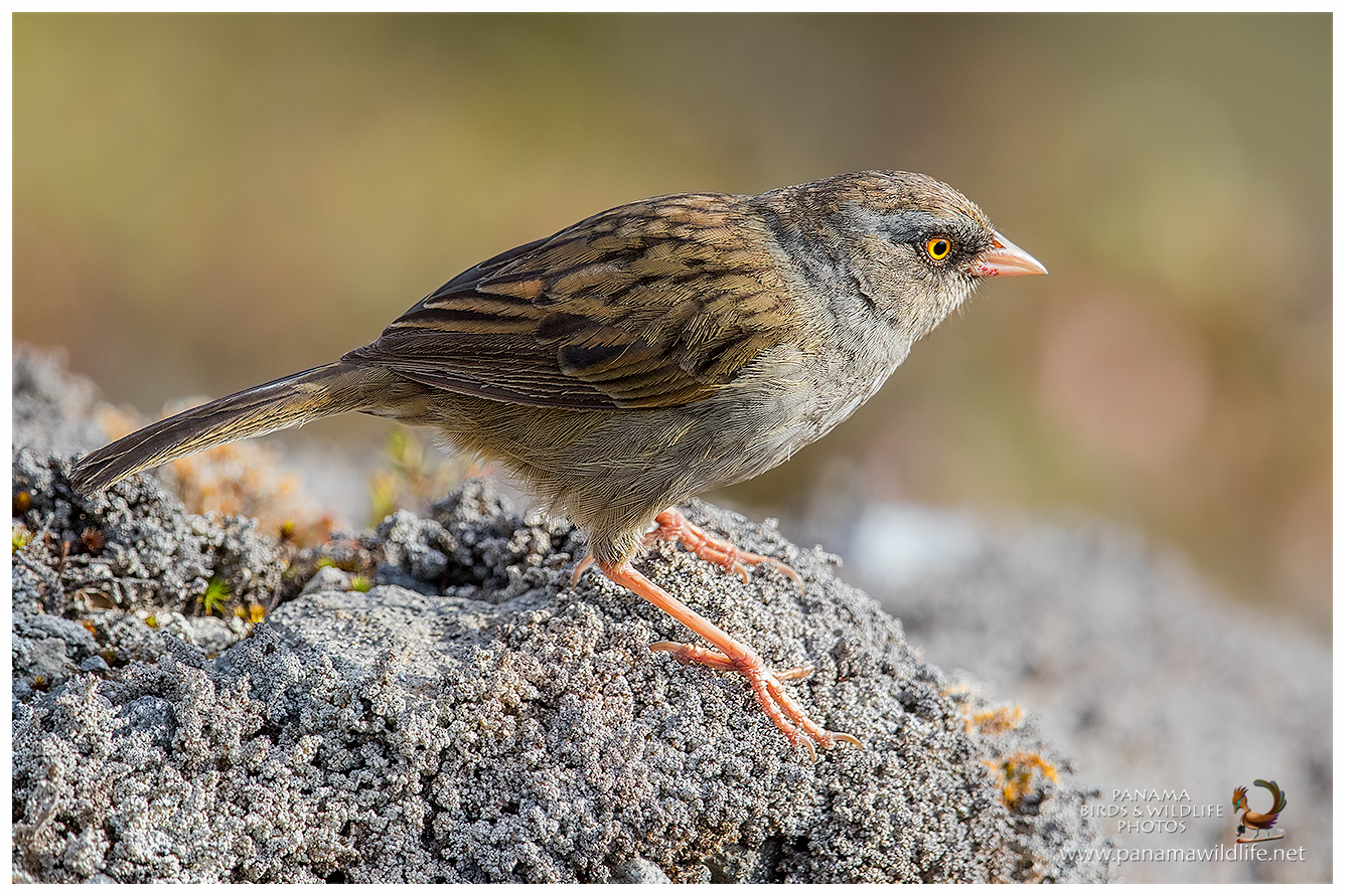 Wildlife photos from Panama's tallest mountain, Pt. 1 - Featured ...