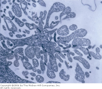 De Histology: Apoptosis
