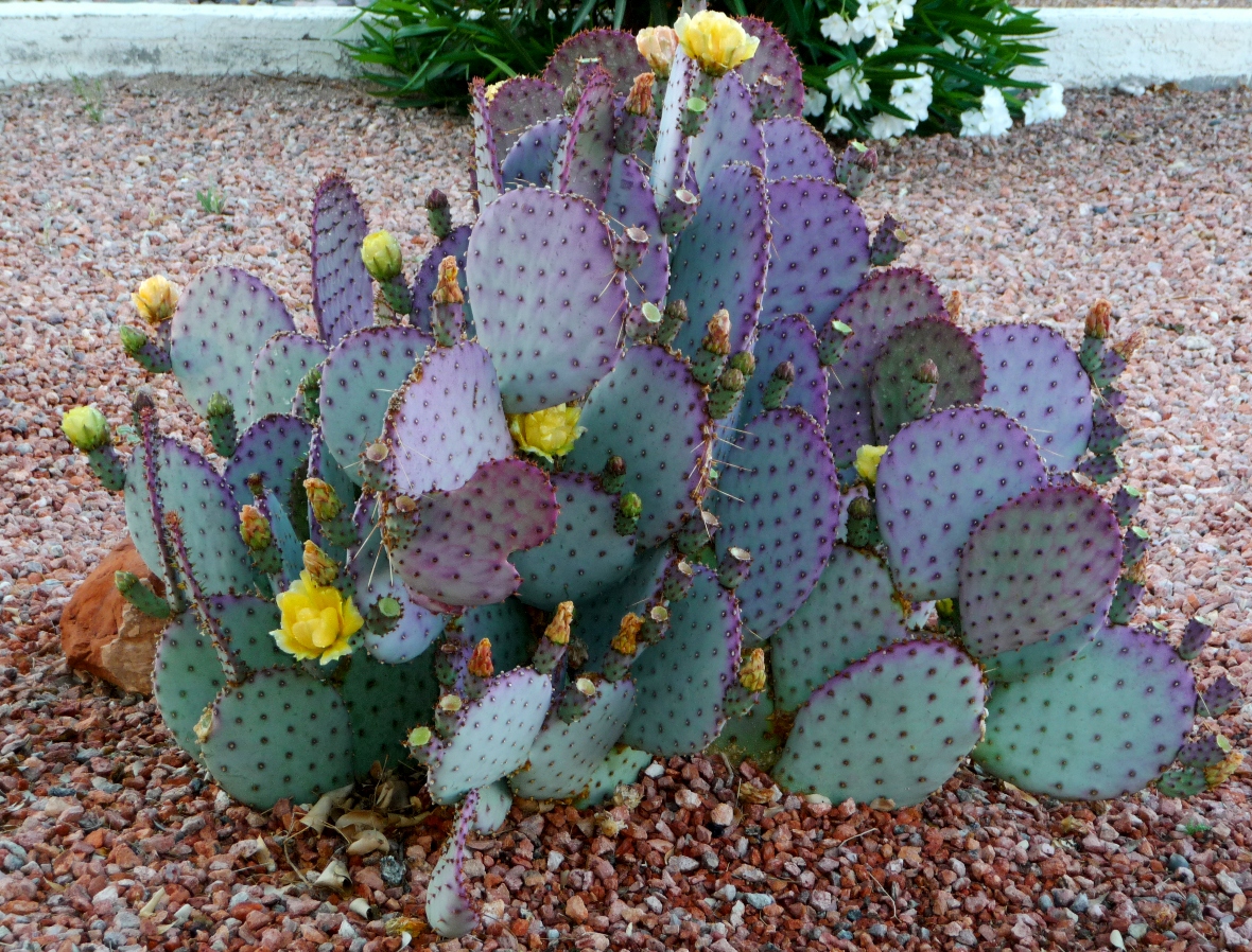 Purple Cactus - Santarita | Jim Rowin Walkway Plant List | Pinterest