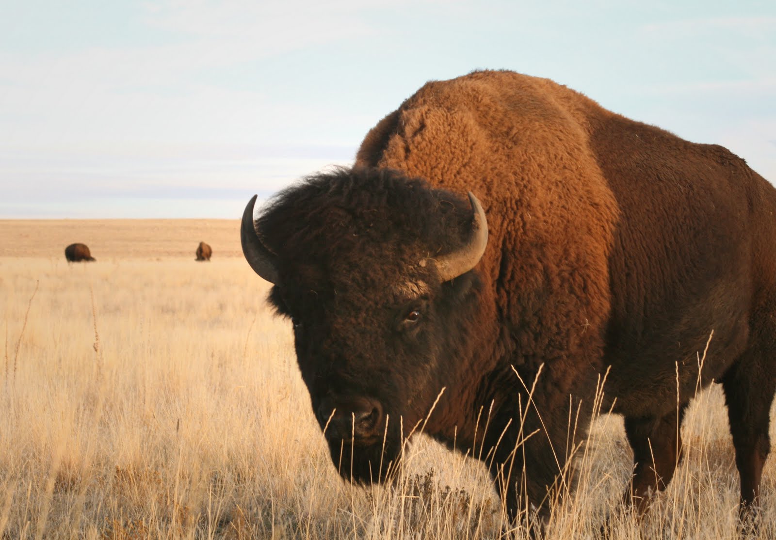 Travelin' Utah: Antelope Island