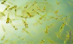 Lyl4Science: WELL-KNOWN SPECIES OF ANIMALS IN THE PHILIPPINES