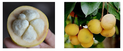 SamLusuh_LORAS@Lusuh_Adventure: Sumber Makanan Dari Buah-Buahan Dan ...