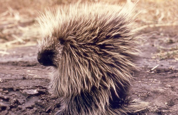 Ursón (Erethizon dorsatum)