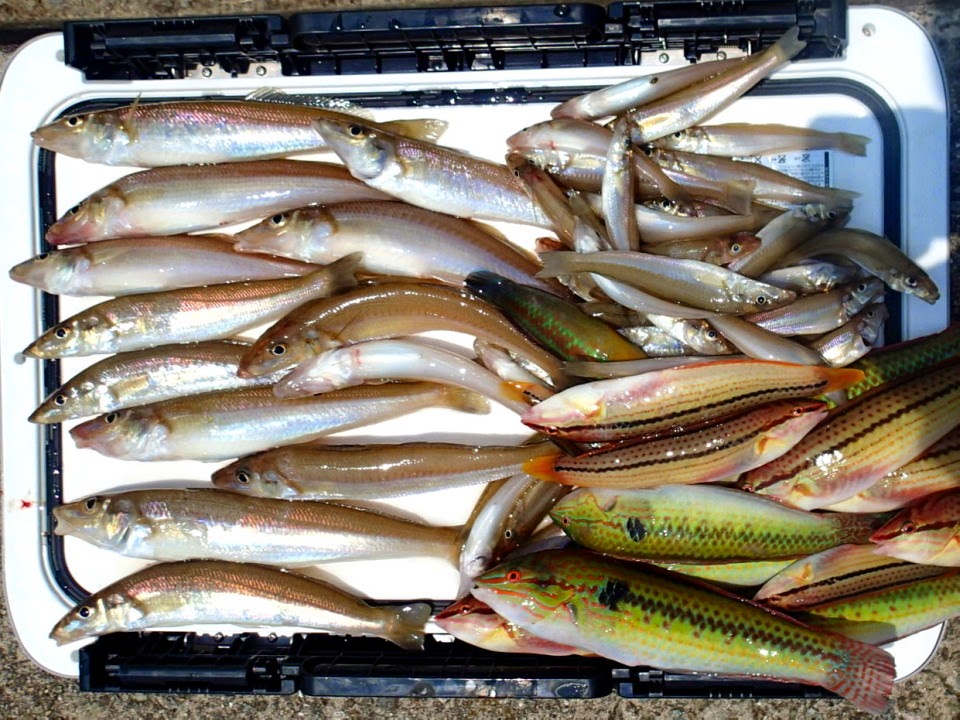 Chug-Chug! Rush, At Ease!: Japanese whiting fishing