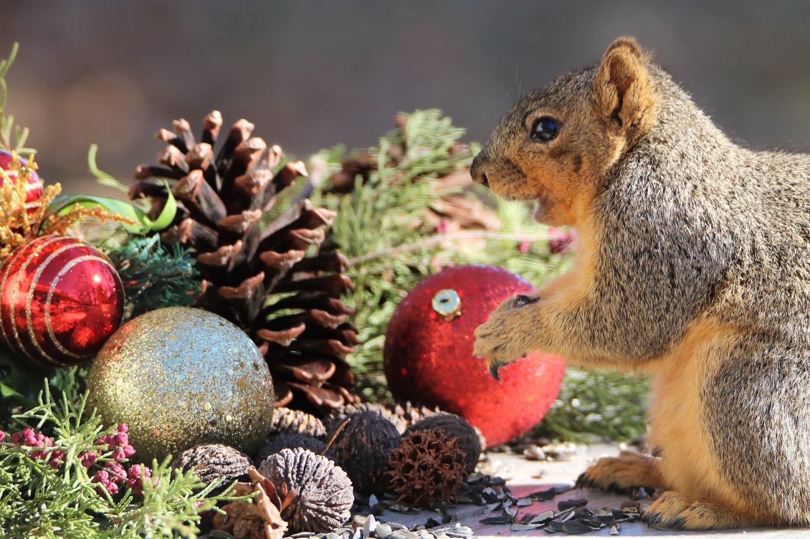 Lauri's Stories: Squirrel Wraps Up Christmas