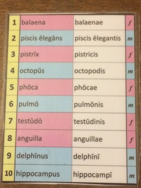 Toda-lly Comprehensible Latin: What Go Fish Taught Me about Sheltering ...