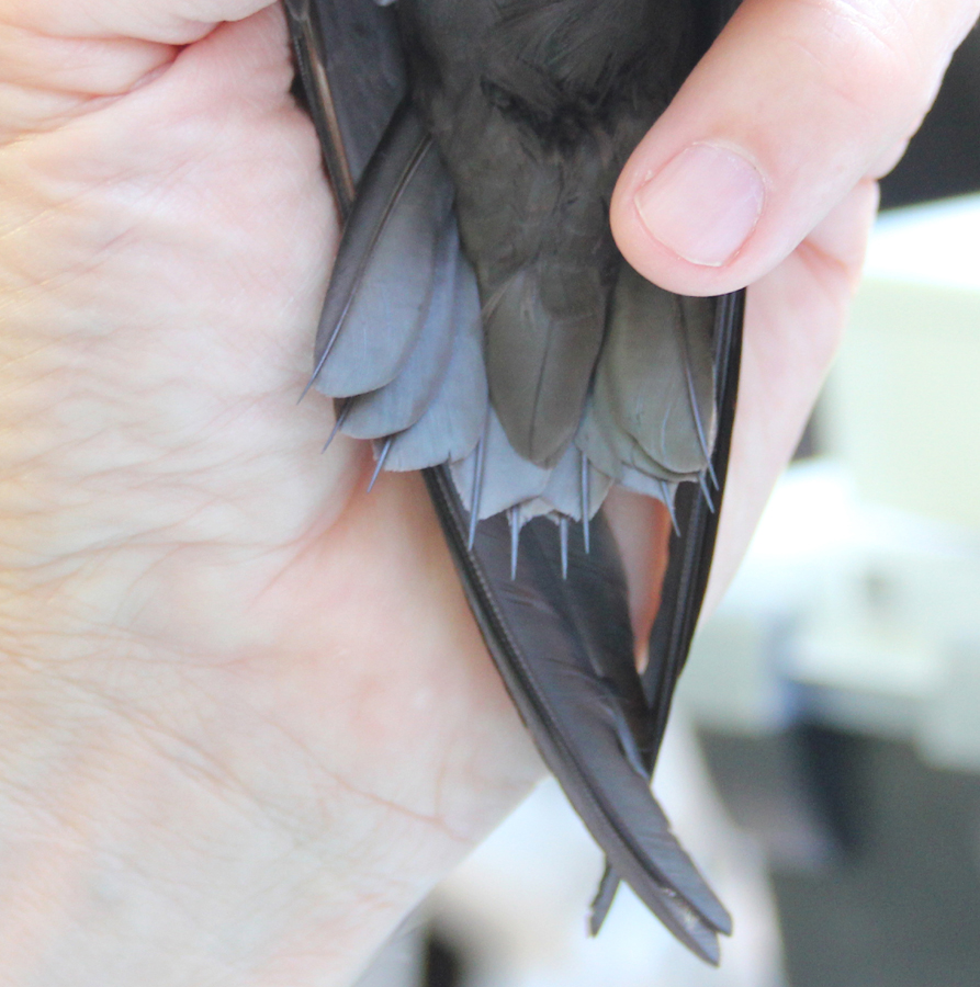 Vickie Henderson Art: A Peek into the Life of a Chimney Swift