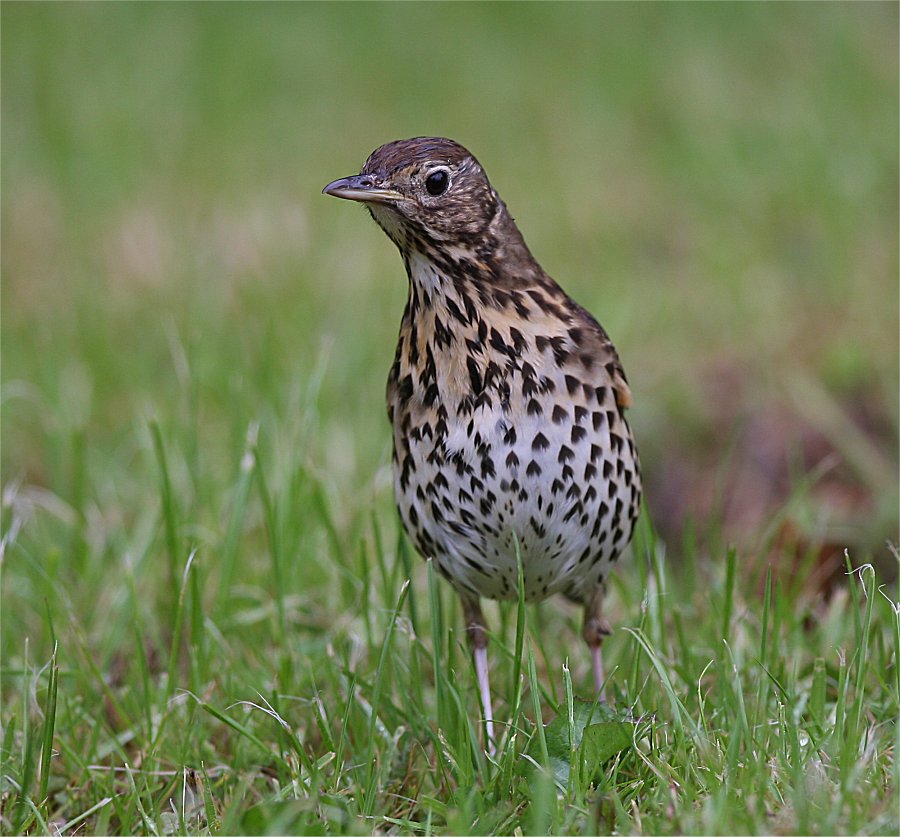 Murfs Wildlife : Song Thrush