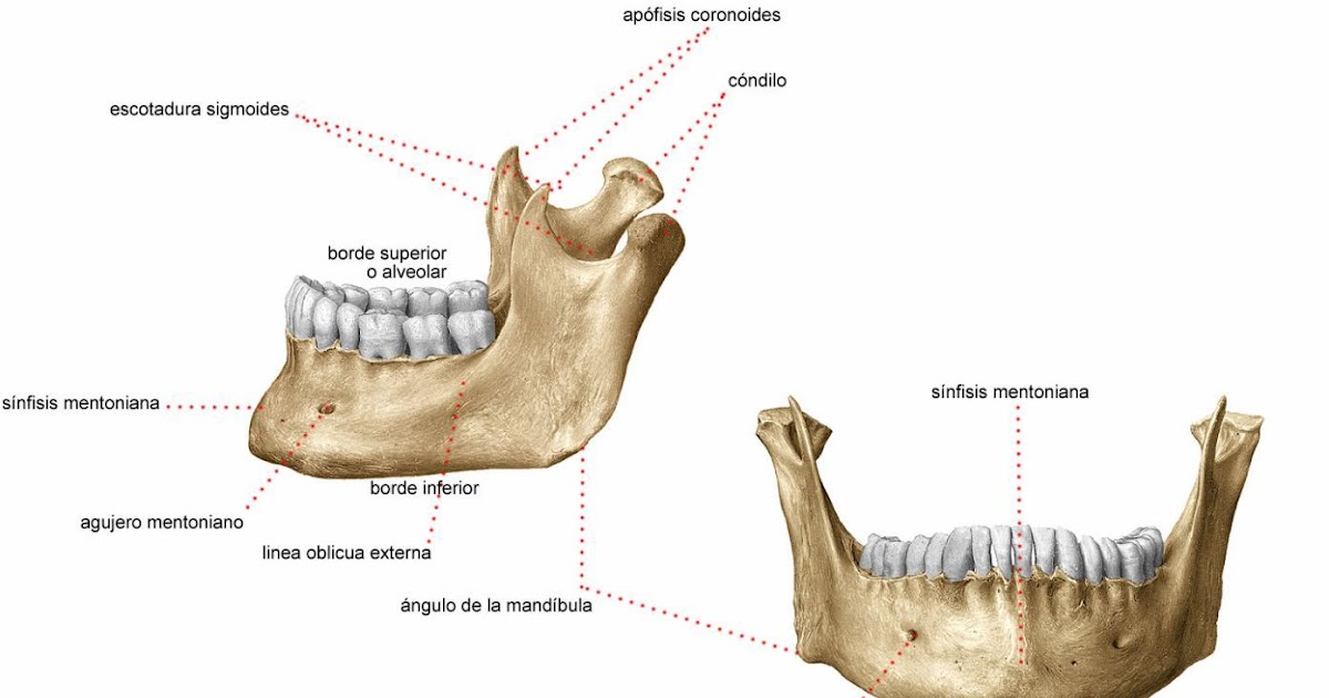 LOS HUESOS DE LA CABEZA: Maxilares (Parte Inferior de la Cara)