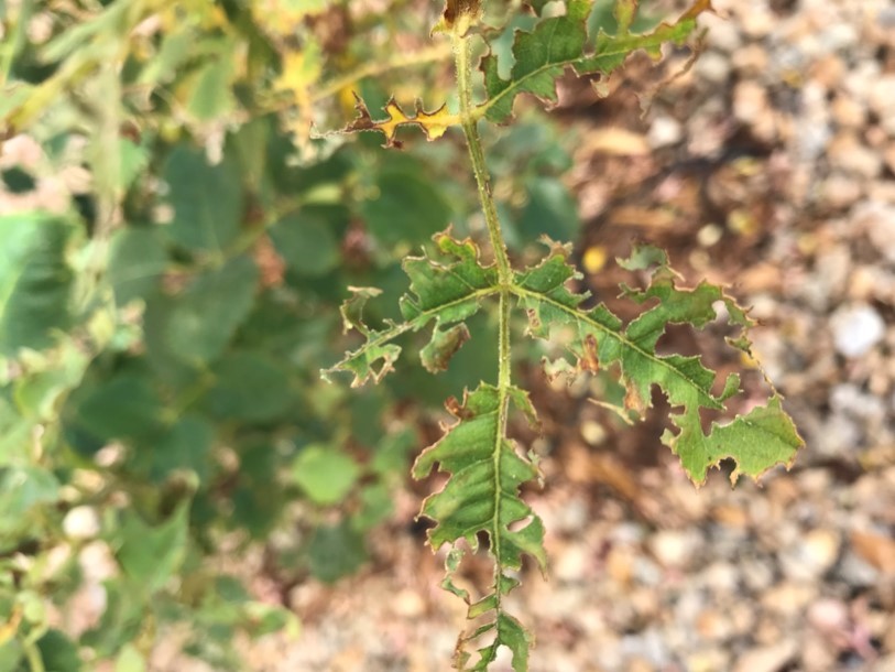 Xtremehorticulture of the Desert: Leaf Chewing Damage to Plants Present ...