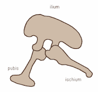 Mesozoic Musings at Jurassic Forest: The Saurischians