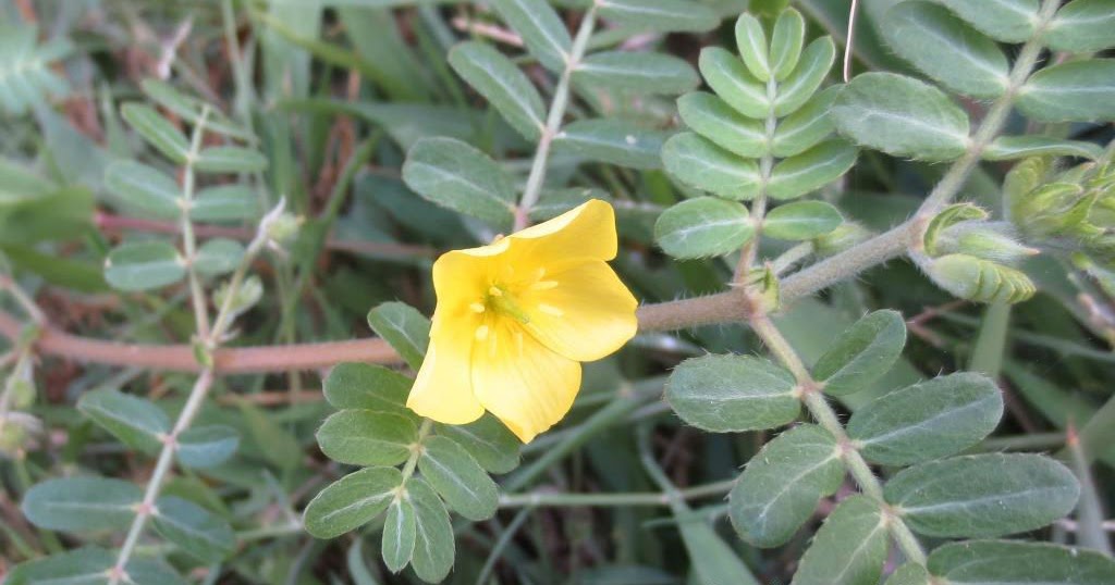 හීං නෙරෙංචි / ගොකටු [Heen Nerenchi / Gokatu] (Tribulus terrestris ...