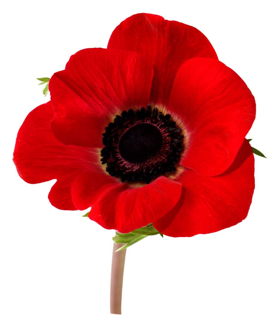 PicturesPool: Remembrance Day | Poppy Day Greetings,Wishes