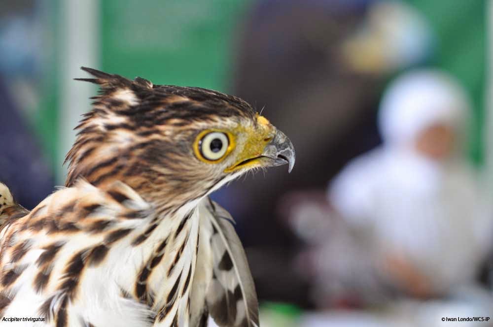 flora dan fauna indonesia: JENIS BURUNG ELANG DI PULAU JAWA
