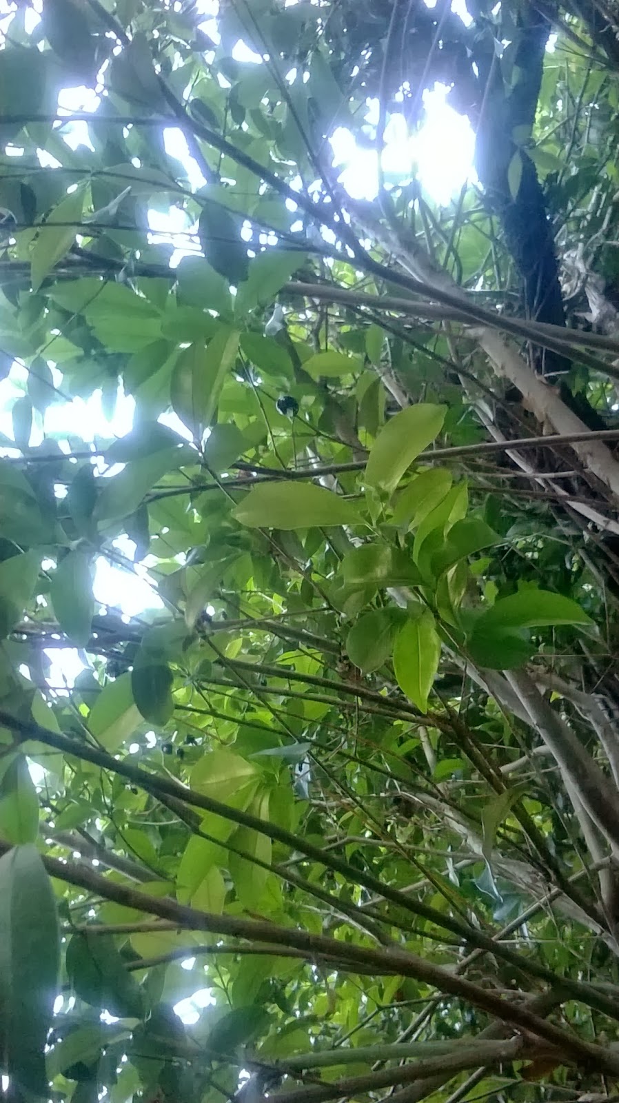De la tierra colorada: Cerella (Eugenia Involucrata)