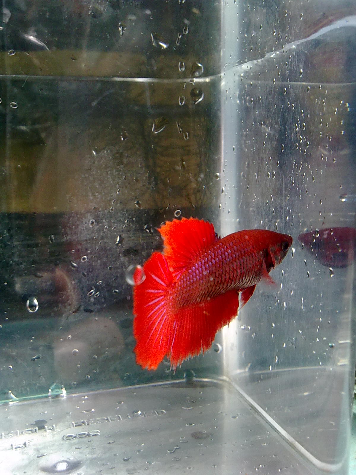 GANZO GAMES EXTENDED (PC Games RM5 & Betta Fish): BETTA FEMALE (AUGUST)