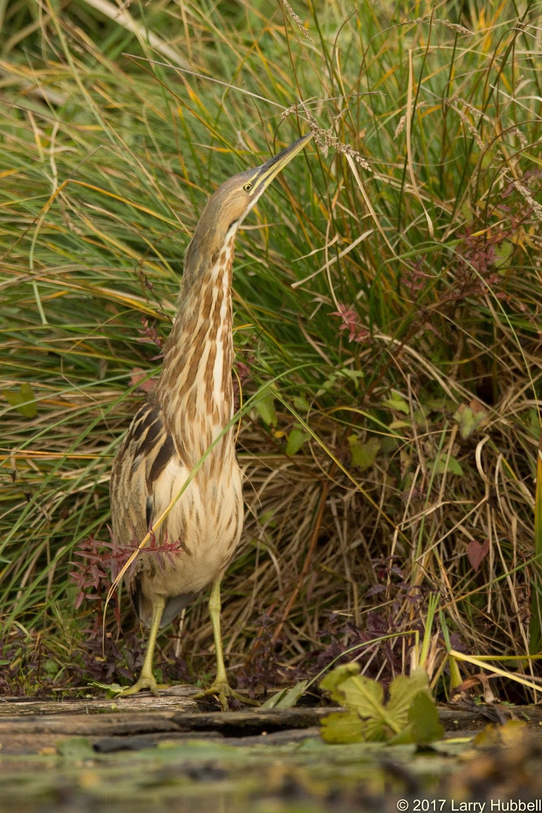 Laurelhurst Blog: All About Bittern Birds And Rare Sighting