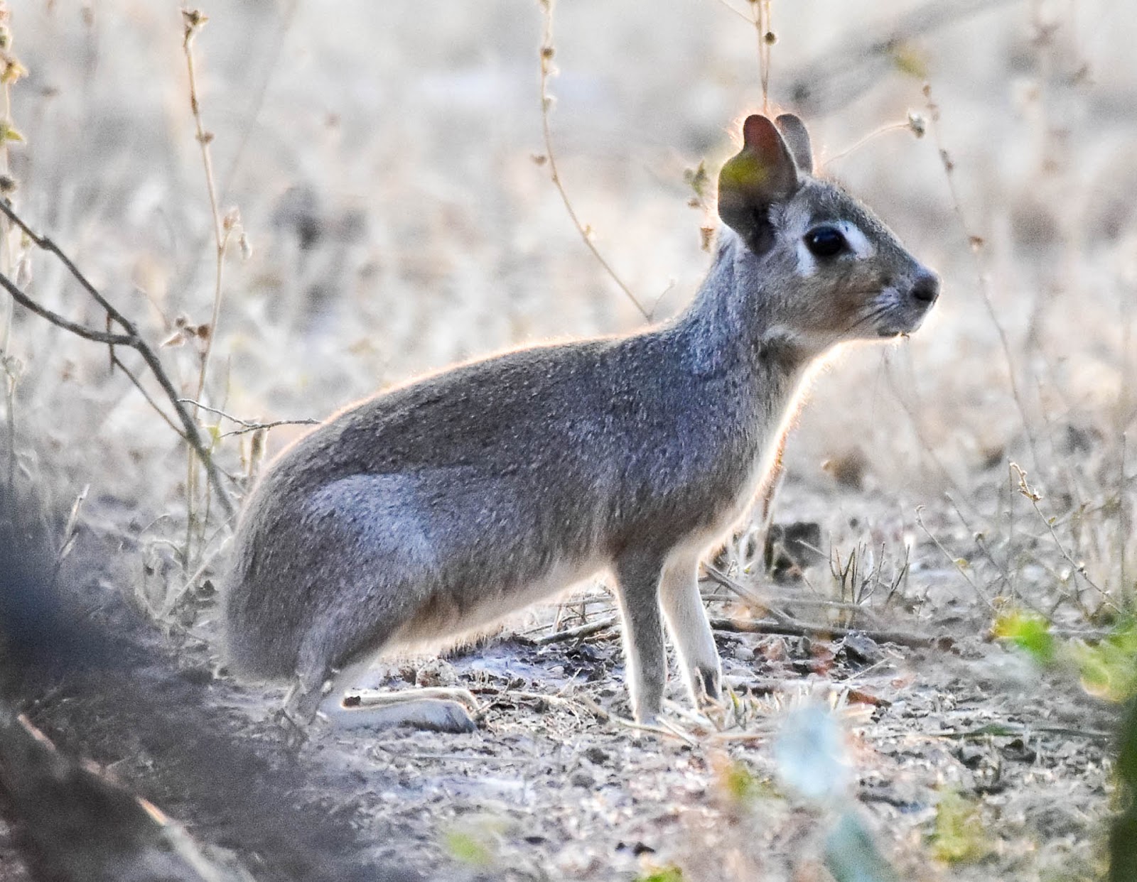 World Travel - Marc & Peggy Faucher: Chaco Paraguayno, El Infierno Verde!