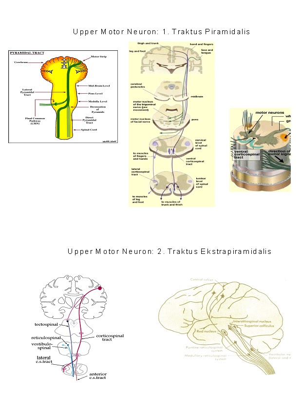 Neuron NISC 2011