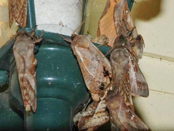 The Nature of Robertson: Swift Moths swarm to porch light, after first ...