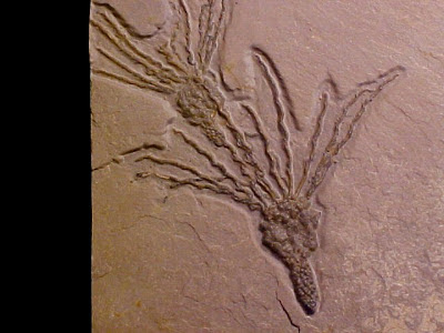 Variety of Life: Blastozoa