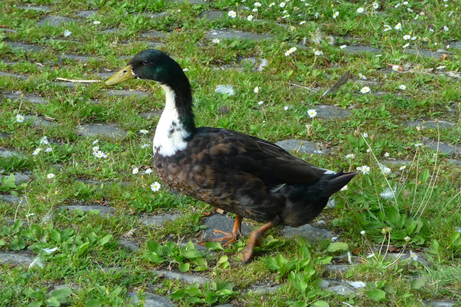 Watervogels: Dendermondse eend