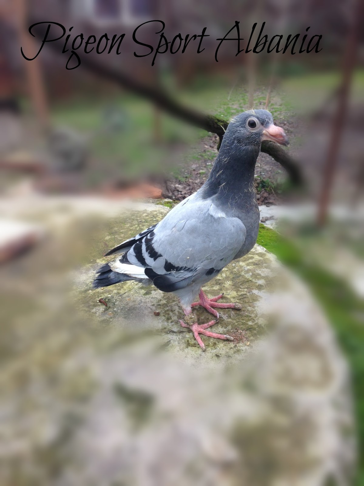 PIGEON SPORT ALBANIA: Pellumba hunderra vendi (PIGEON 7 ALBANIA)